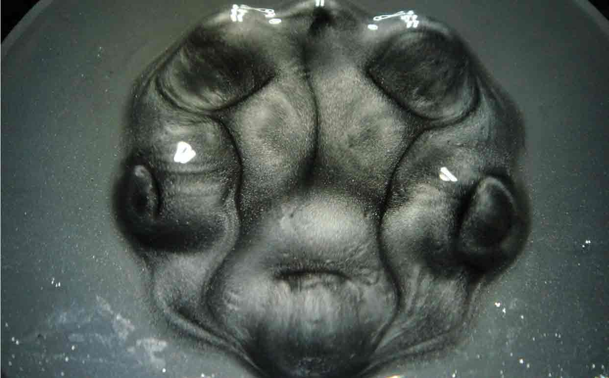 Creating the Human Face from Vibrational Waves: New Images from Romania ...